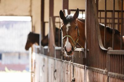 Expert Horse Stall Installation Services for Durable Comfort